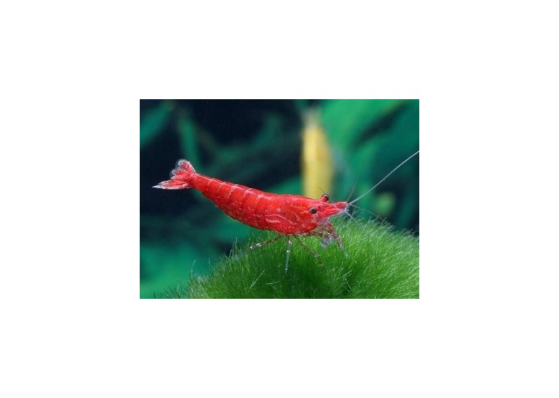 Crevette & écrevisse - Comptoir du Poisson Exotique