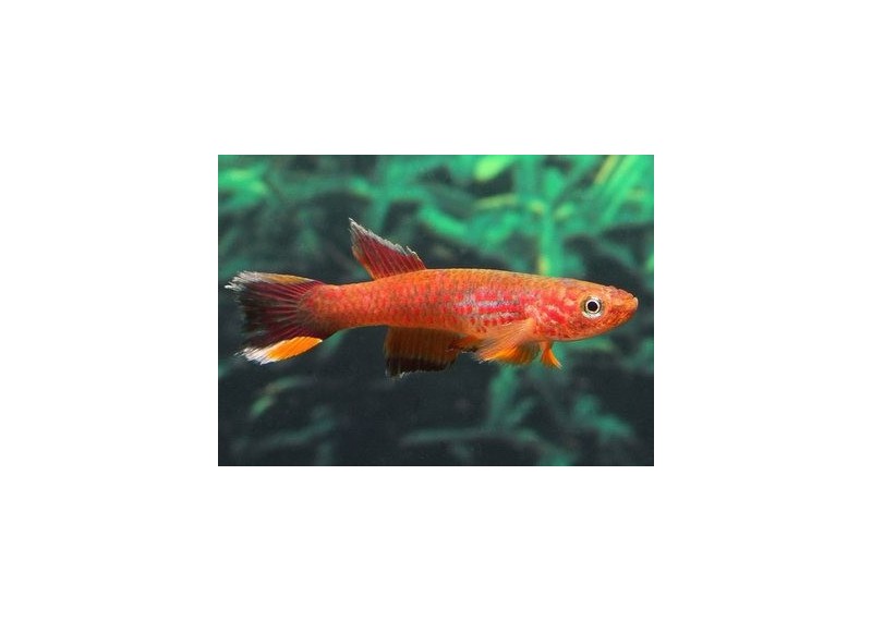 Killies - Comptoir du Poisson Exotique