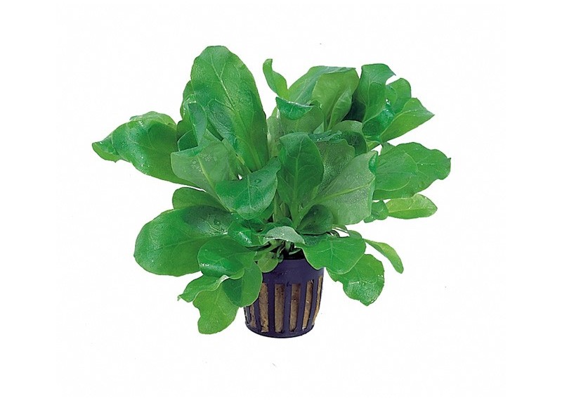 Plantes en pots de 5,5cm - aquarium - Comptoir du Poisson Exotique
