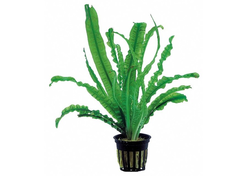 Plantes en pots de 5,5cm - aquarium - Comptoir du Poisson Exotique