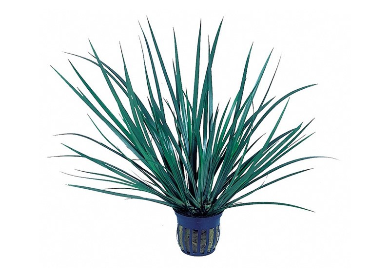 Plantes en pots de 5.5 cm - terrarium - Comptoir du Poisson Exotique