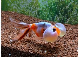 Poissons japonais - Comptoir du Poisson Exotique