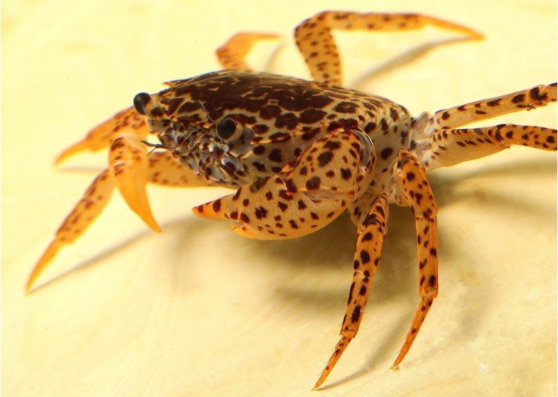 Crabe - Comptoir du Poisson Exotique