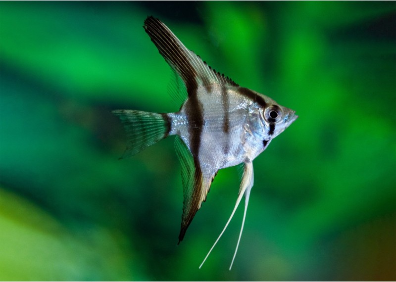 Scalaires - Comptoir du Poisson Exotique