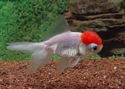 Poissons japonais - Comptoir du Poisson Exotique