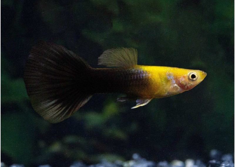 Guppys - Comptoir du Poisson Exotique