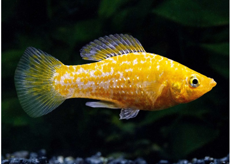 Molly - Comptoir du Poisson Exotique