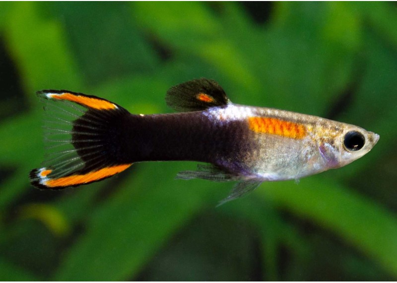 Guppy endler - Comptoir du Poisson Exotique