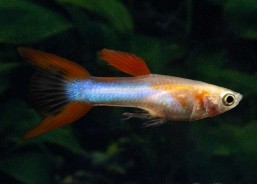 Guppy endler - Comptoir du Poisson Exotique