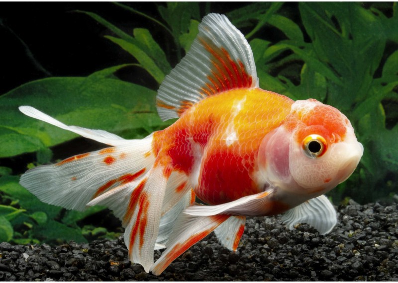Oranda tête de lion - Comptoir du Poisson Exotique