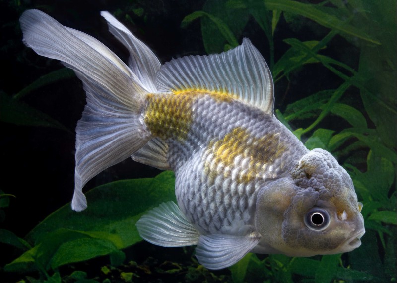 Oranda tête de lion - Comptoir du Poisson Exotique