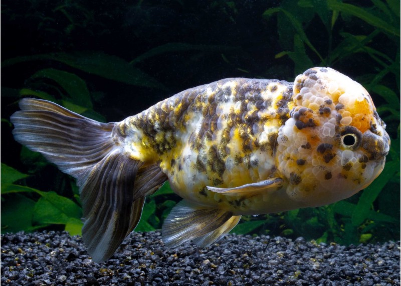 Ranchu - Comptoir du Poisson Exotique