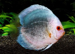 Discus - Comptoir du Poisson Exotique