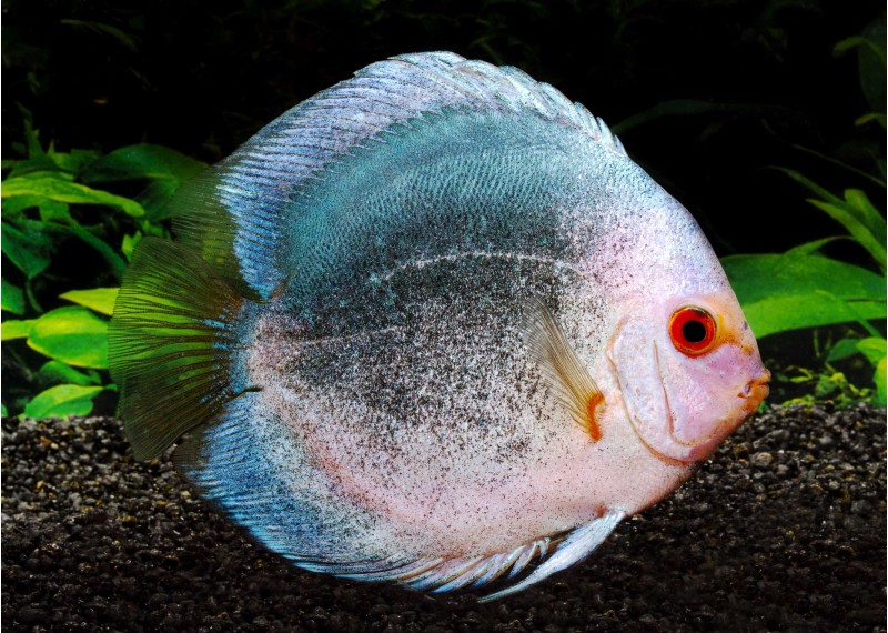 Discus - Comptoir du Poisson Exotique