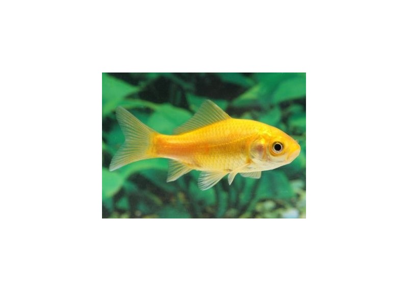 Comète jaune - Comptoir du Poisson Exotique