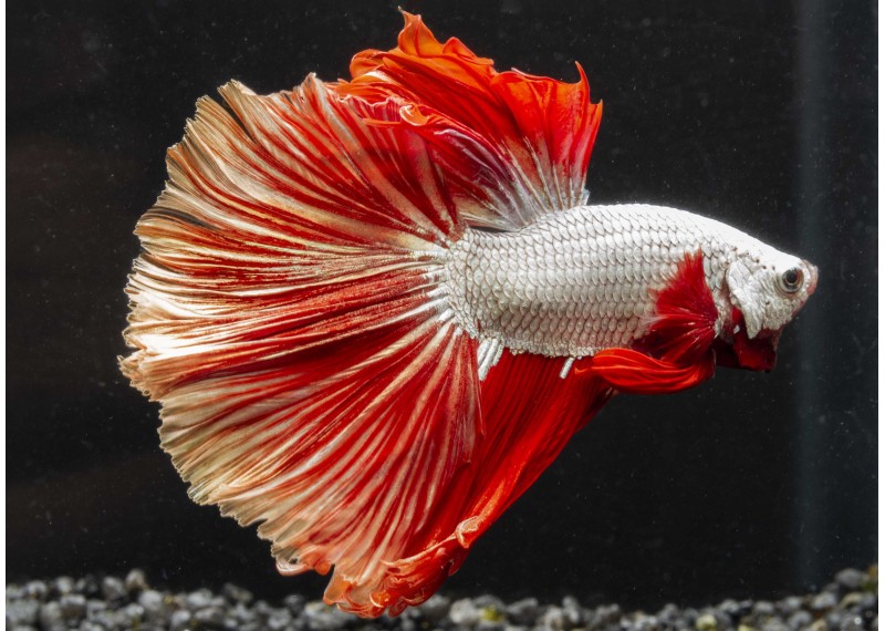 Betta show sur photo - Comptoir du Poisson Exotique