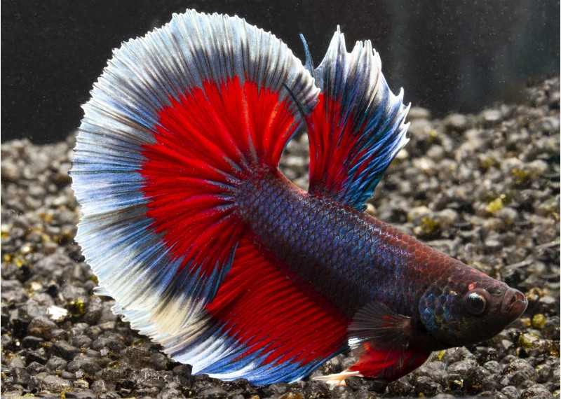 Betta show sur photo - Comptoir du Poisson Exotique