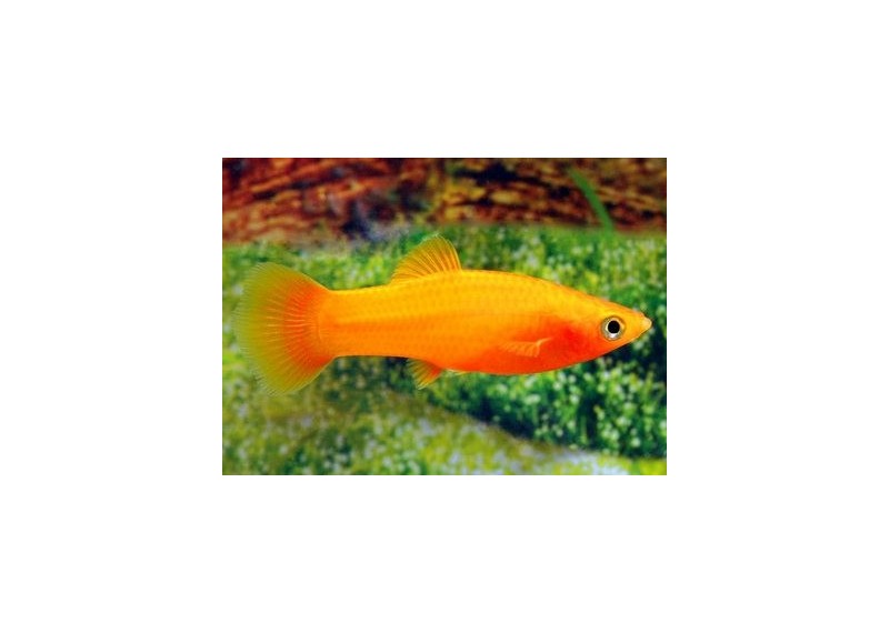 Molly - Comptoir du Poisson Exotique