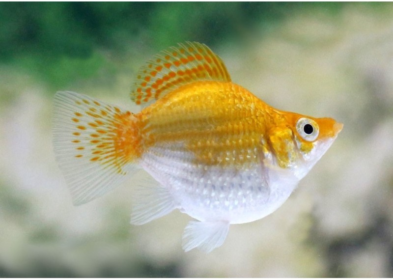 Molly ballon - Comptoir du Poisson Exotique