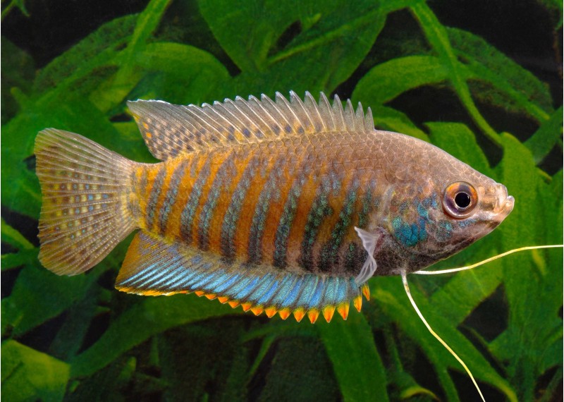 Colisa - Comptoir du Poisson Exotique