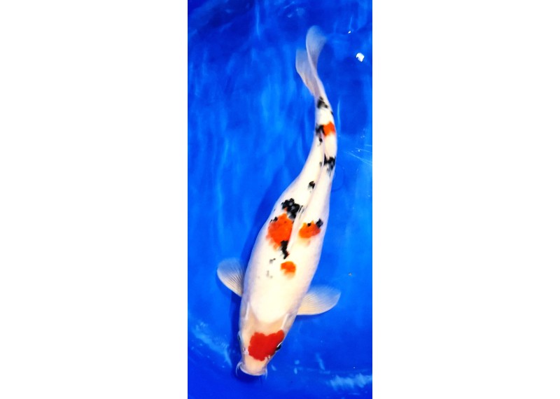 Prix Carpe Koi 40 Cm