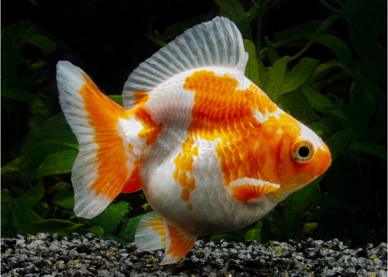 Ryukin - Comptoir du Poisson Exotique