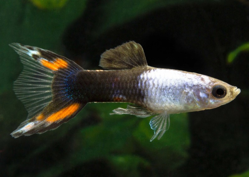 Guppy endler - Comptoir du Poisson Exotique