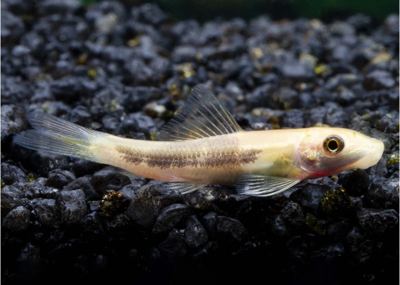 Gyrino - Comptoir du Poisson Exotique