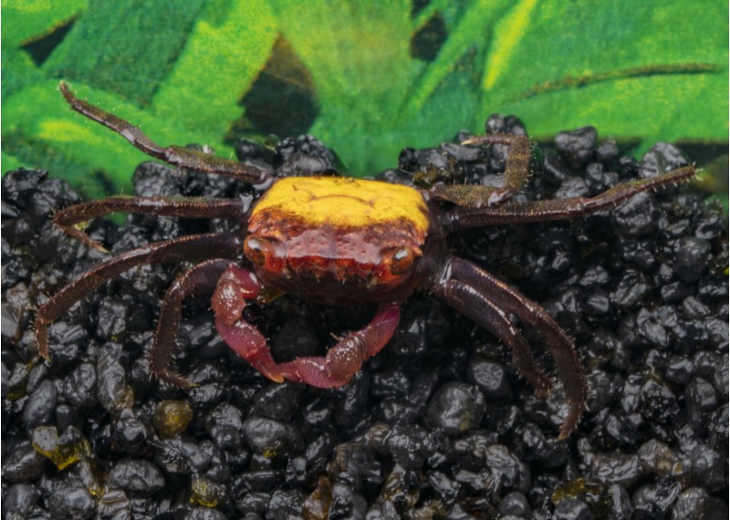 Crabe - Comptoir du Poisson Exotique